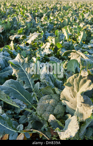 Broccoli farm - California, USA Stock Photo - Alamy