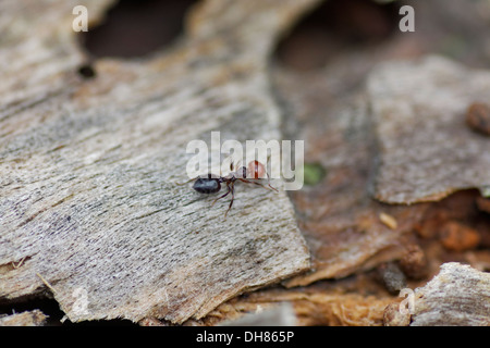 European Harvester Ant, Messor barbarus. Winged queen Stock Photo - Alamy