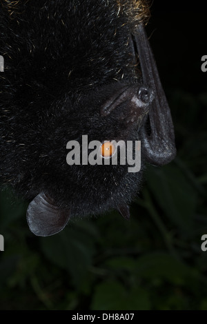 Livingstone's Fruit Bats Pteropus livingstonii , Bristol Zoo, England ...