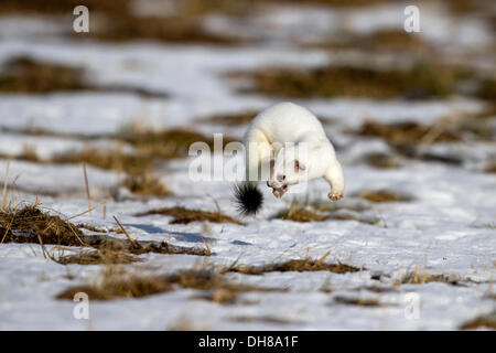 ermine, stoat (Mustela erminea), jumping over a meadow, Germany Stock ...