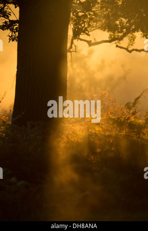 Early autumn colours on Bracken signals change of seasons in woodland ...