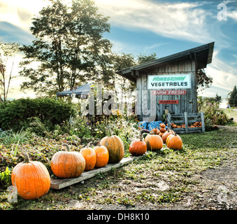 Pumpkins at road side farmers market Stock Photo - Alamy