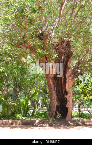 Split in half tree trunk from heavy snowfall in a forest sharp ...