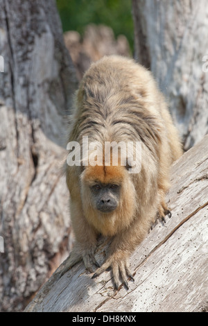Black and Gold Howler Monkeys (Aloutta curaya). Calling. Female left ...