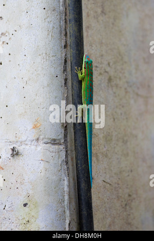 Mauritian / Mauritius Blue Tailed Day Gecko (Phelsuma cepediana) sat ...