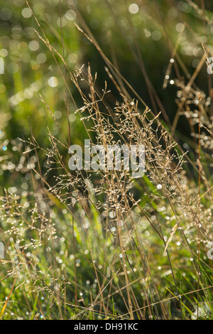 Early morning grass with the dew drops Stock Photo - Alamy