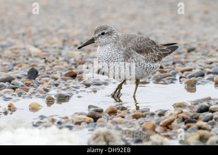 A winter plumage Knot on a shingle shore Stock Photo - Alamy