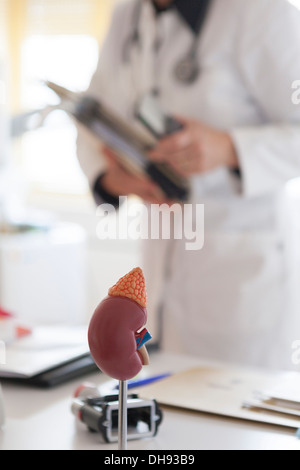 Human kidney organ model on pink background Stock Photo - Alamy