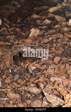 Mountain chicken, Leptodactylus fallax Stock Photo - Alamy
