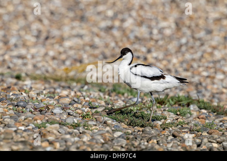 The Pied Avocet, a large Black and White Wader in the Avocet and Stilt ...