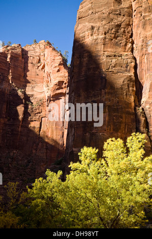 Fall Color in the Canyon at Zion National Park, Utah Stock Photo - Alamy