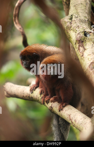 A pair of red titi monkeys sit on a branch with their tails entwined in ...