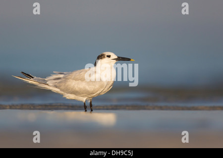 Sandwich Tern (Thalasseus sandvicensis), Florida, USA Stock Photo - Alamy