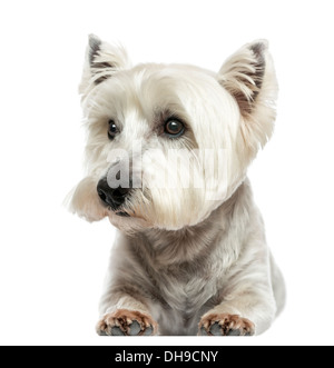 A West Highland White Terrier is lying on the sandy beach by the sea ...