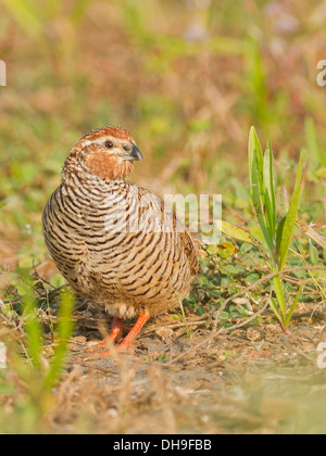 male Jungle Bush Quail, (Perdicula asiatica), Keoladeo Ghana National ...