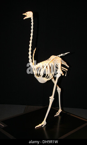 Skeleton of Ostrich Stock Photo - Alamy