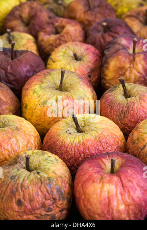 Yellow and red apples apples on the old wooden table. autumn background ...