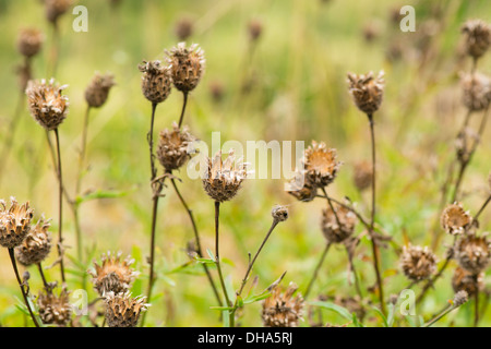 Seed Heads of Greater Knapweed (Centaurea scabiosa Stock Photo - Alamy