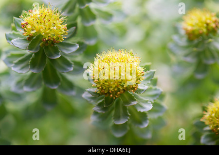 Roseroot (Sedum rosea, Rhodiola rosea) growing on a rocky ledge on the ...