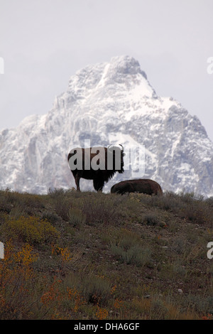 Snowy Grand Teton Mountains and Buffalo Fork of the Snake River Stock ...