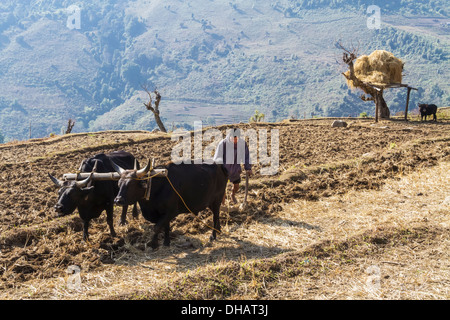 Two Bulls with yoke plowing the field Stock Photo - Alamy