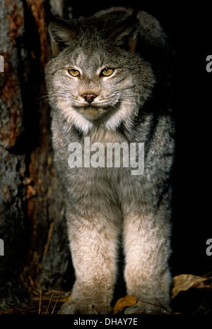Canada Lynx (Lynx canadensis) Mammalia Stock Photo - Alamy