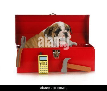 working dog - english bulldog puppy sitting in a tool box isolated on ...