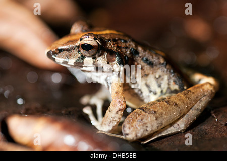 Craugastor Frog Species - La Laguna del Lagarto Lodge- Boca Tapada; San ...