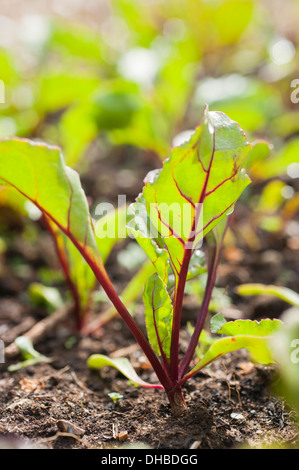 Beetroot, Beta vulgaris 'Dewing's Early' in flower. Green flower spikes ...