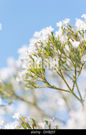 Valerian (Valeriana officinalis). Close-up of the green leaves of ...