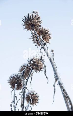 Cynara cardunculus, Cardoon seedheads, Perennial, December. Seedheads ...