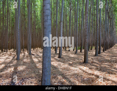 A poplar tree plantation near Pendleton in Umatilla county in Oregon ...