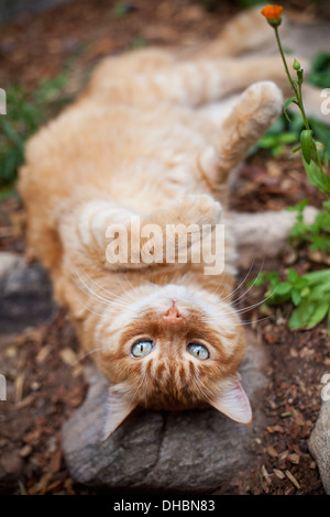 Orange tabby cat lying on surface with pink flea collar looking ...