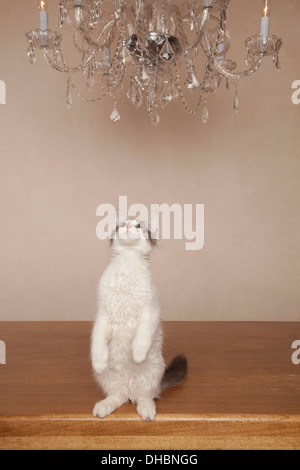 CAT ON ITS HAUNCHES Stock Photo - Alamy