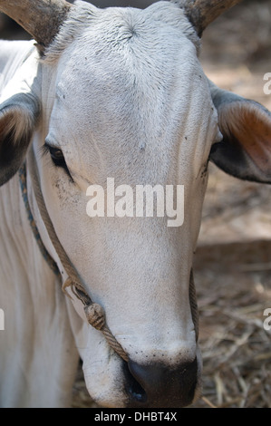 Ongole Bull of Southern India. These majestic white bulls serve the ...