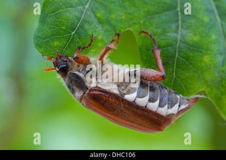 Cockchafer beetle (Melolontha melolontha) eating oak leaves (Quercus ...