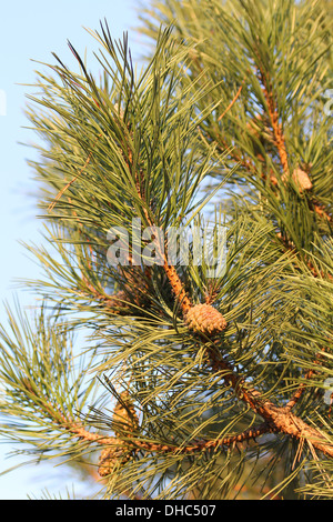 A closeup shot of pine cone on black cloth Stock Photo - Alamy