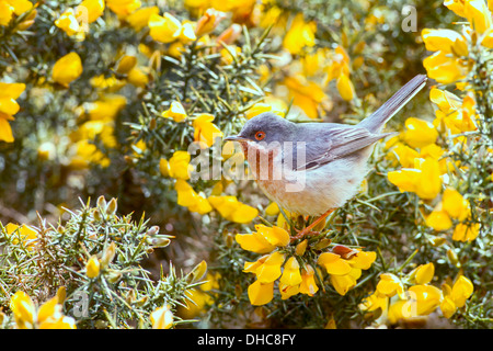 Eastern Subalpine Warbler; Sylvia cantillans cantillans Stock Photo - Alamy
