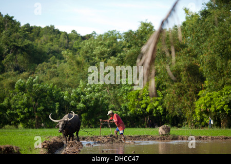 A Filipino farmer drives a carabao while working to level a rice field ...