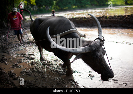 A Filipino farmer drives a carabao while working to level a rice field ...