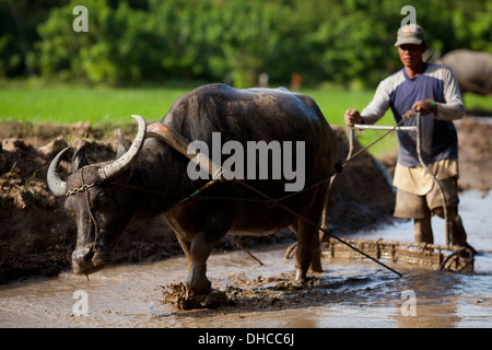 A Filipino farmer drives a carabao while working to level a rice field ...