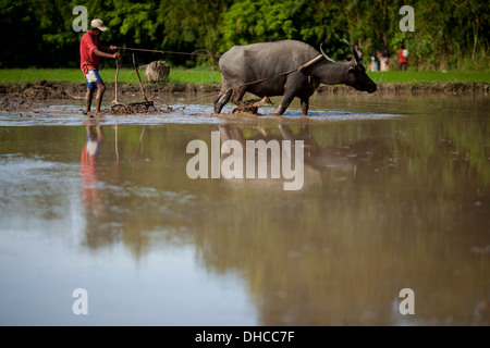 A Filipino farmer drives a carabao while working to level a rice field ...