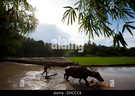 A Filipino farmer drives a carabao while working to level a rice field ...