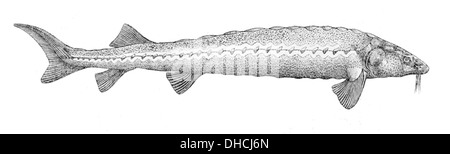 Acipenser naccarii, also known as the Adriatic sturgeon, is a species ...