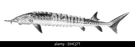 Acipenser sturio, commonly known as the European sturgeon, is depicted ...