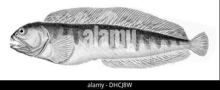 Anarhichas lupus, commonly known as the wolf fish, is a species of fish ...
