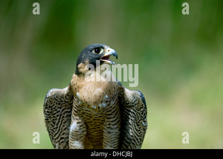 Fierce Peregrine Falcon: Majestic Bird of Speed with Spread Wings Stock ...
