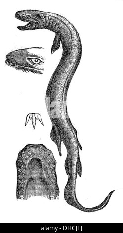 *Chlamydoselachus anguineus* is a species of deep-sea shark, also known ...