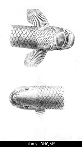 Garra gotyla gotyla is a species of freshwater fish native to Southeast ...