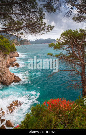 red pine tree flower on branch in summer Stock Photo - Alamy